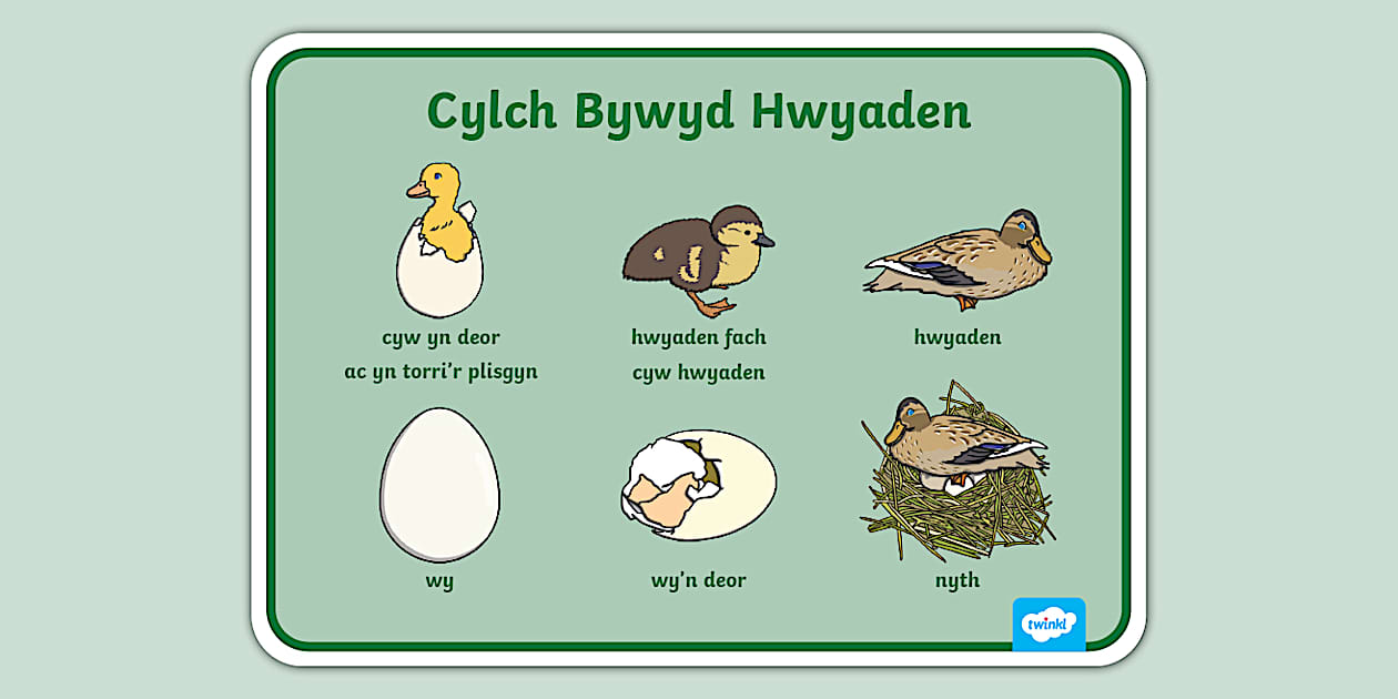 Mat Geirfa Cylch Bywyd Hwyaden (teacher made) - Twinkl