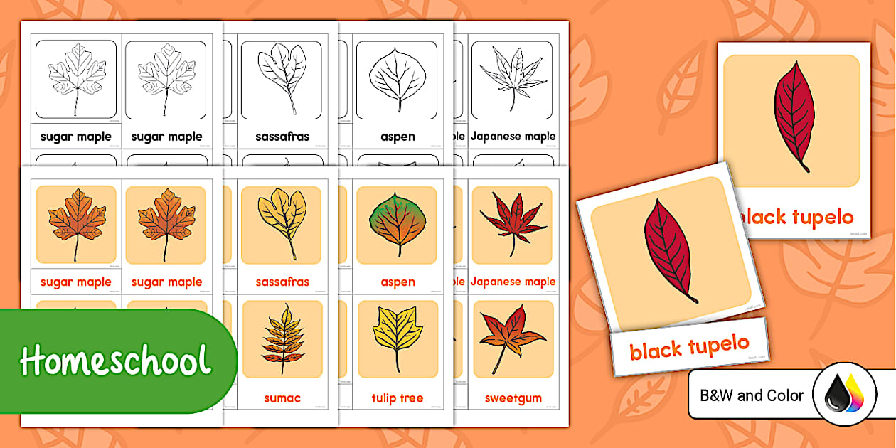 Three-Part Cards for Fall Leaves With Illustrations - Twinkl