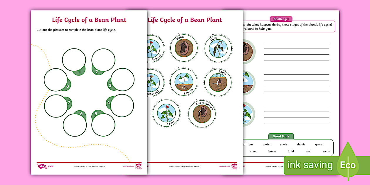 Life Cycle of a Bean Plant Activity Sheet (Teacher-Made)