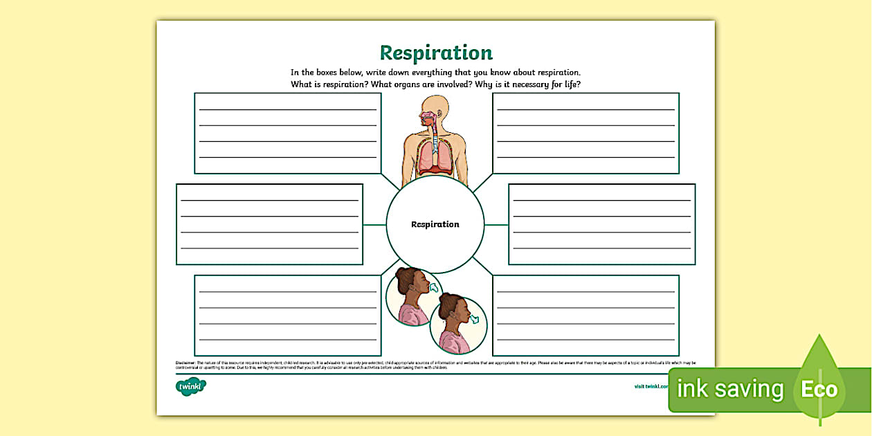 Respiration Mind Map (teacher made) - Twinkl
