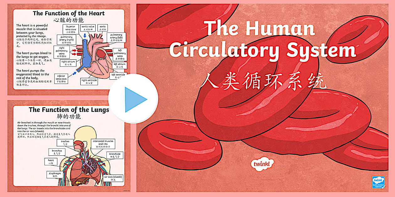 Circulatory system Lesson Teaching PowerPoint (teacher made)
