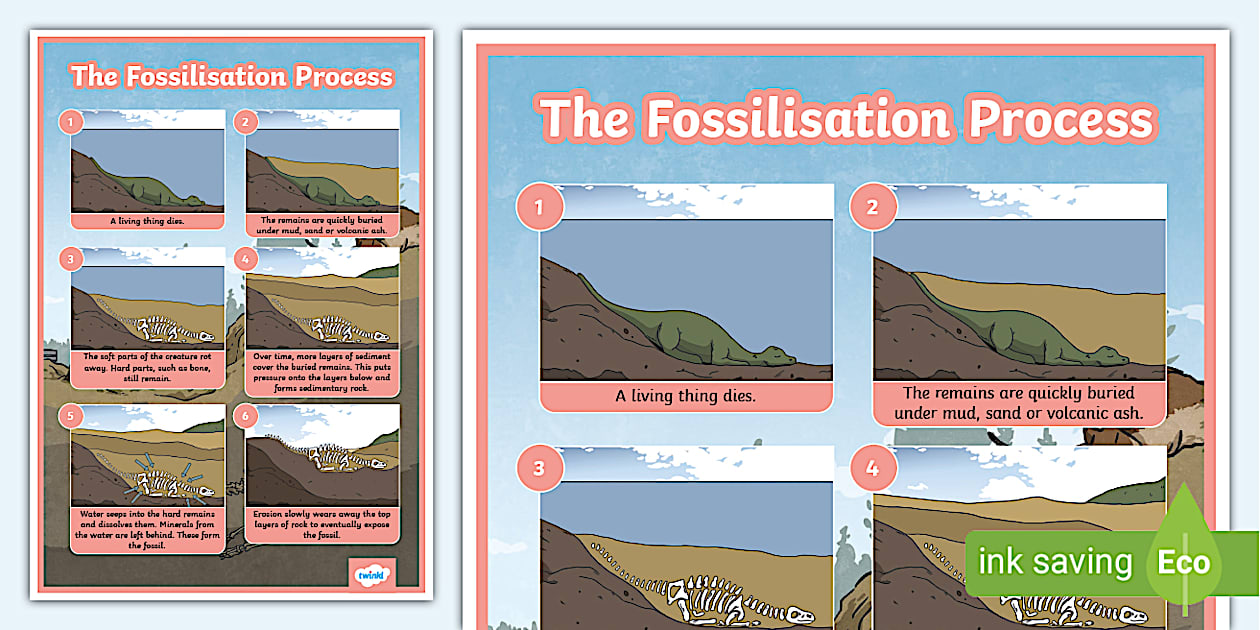 Fossilisation Process Poster (teacher made) - Twinkl