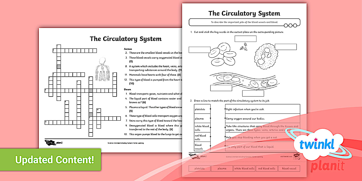 Science: Animals Including Humans Year 6 Unit Home Learning Tasks