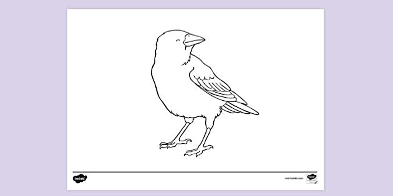 Jackdaw Colouring Sheet | Colouring Pages (teacher made)