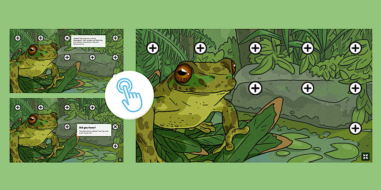 Spotted Tree Frog Interactive Hotspot | Twinkl