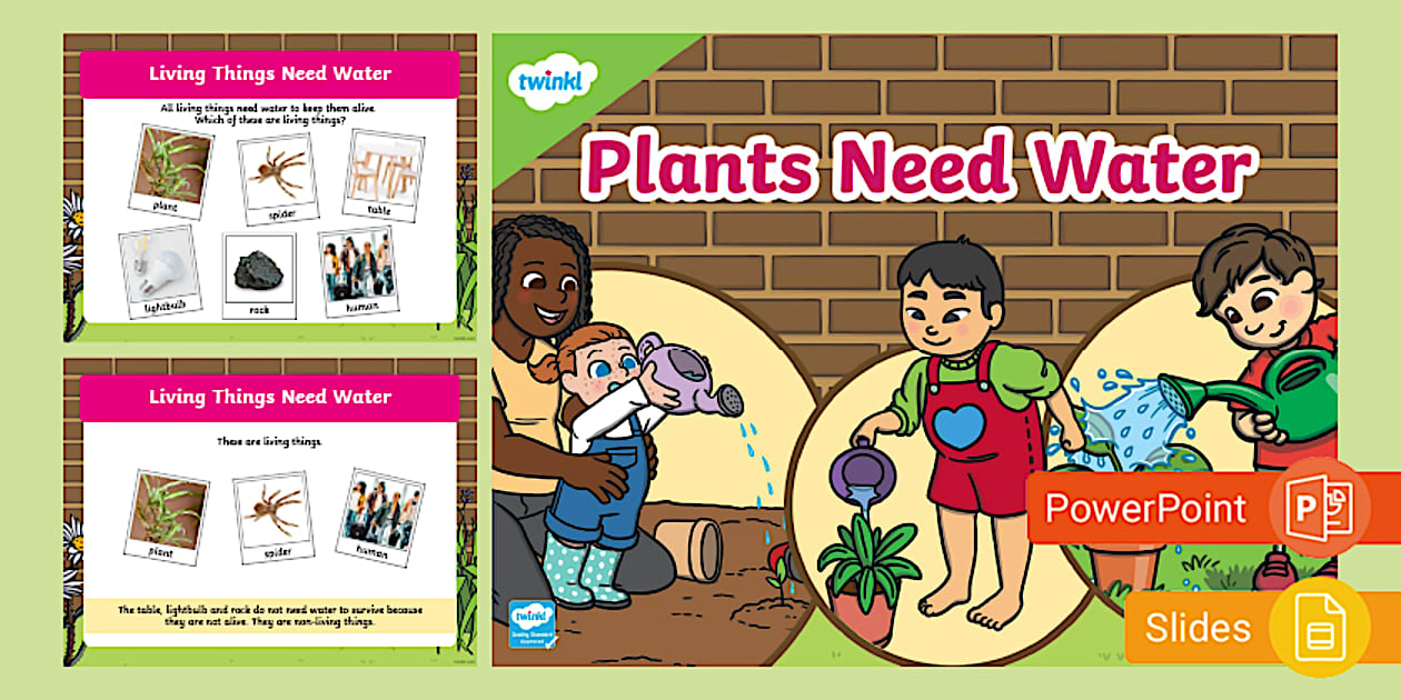 Plants Need Water PowerPoint (Teacher-Made) - Twinkl