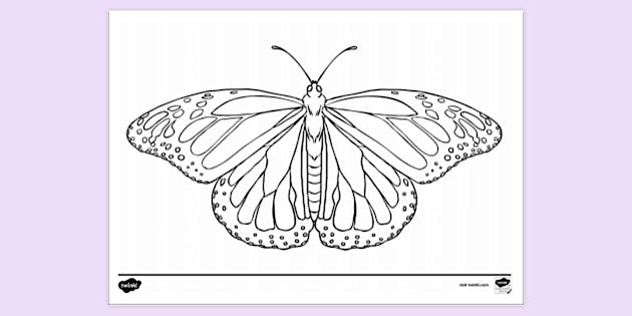 Detailed Butterfly Colouring Page | Colouring Sheets