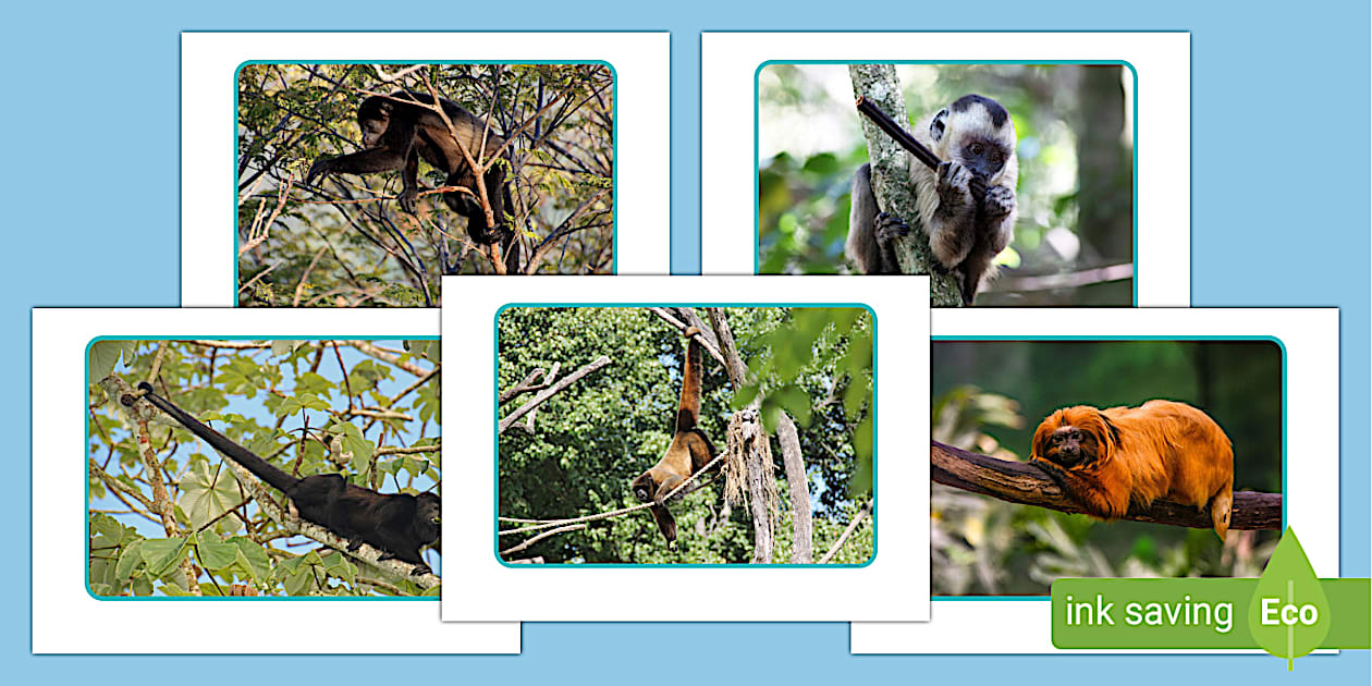 Monkeys Display Photos (teacher made) - Twinkl