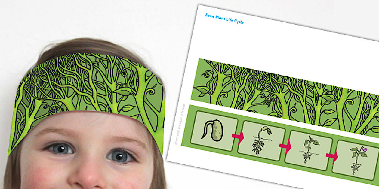 Bean Plant Life Cycle Headband (teacher made) - Twinkl