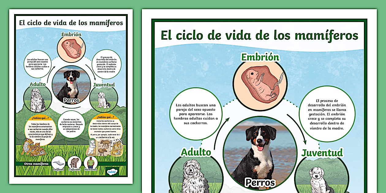Póster: Ciclo de vida de los mamíferos | Twinkl - Twinkl