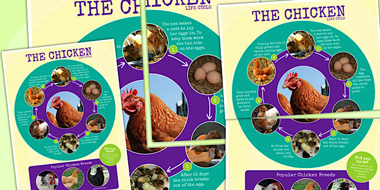 Hen Life Cycle Photo Large Display Poster (teacher made)