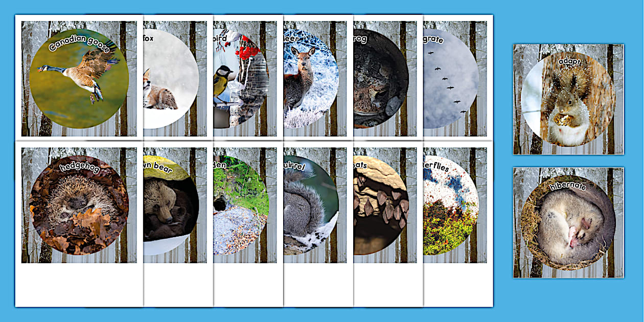 Animals in Winter Photo Cutouts