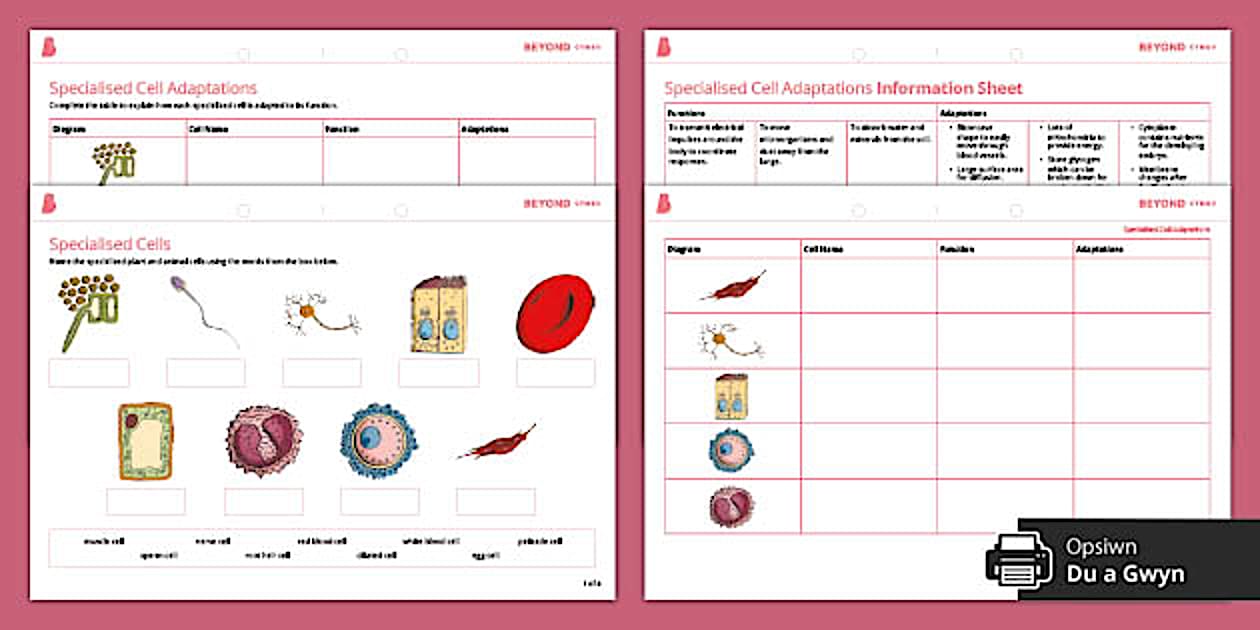 Beyond Cymru: Specialised Cells Activity Sheets - Twinkl