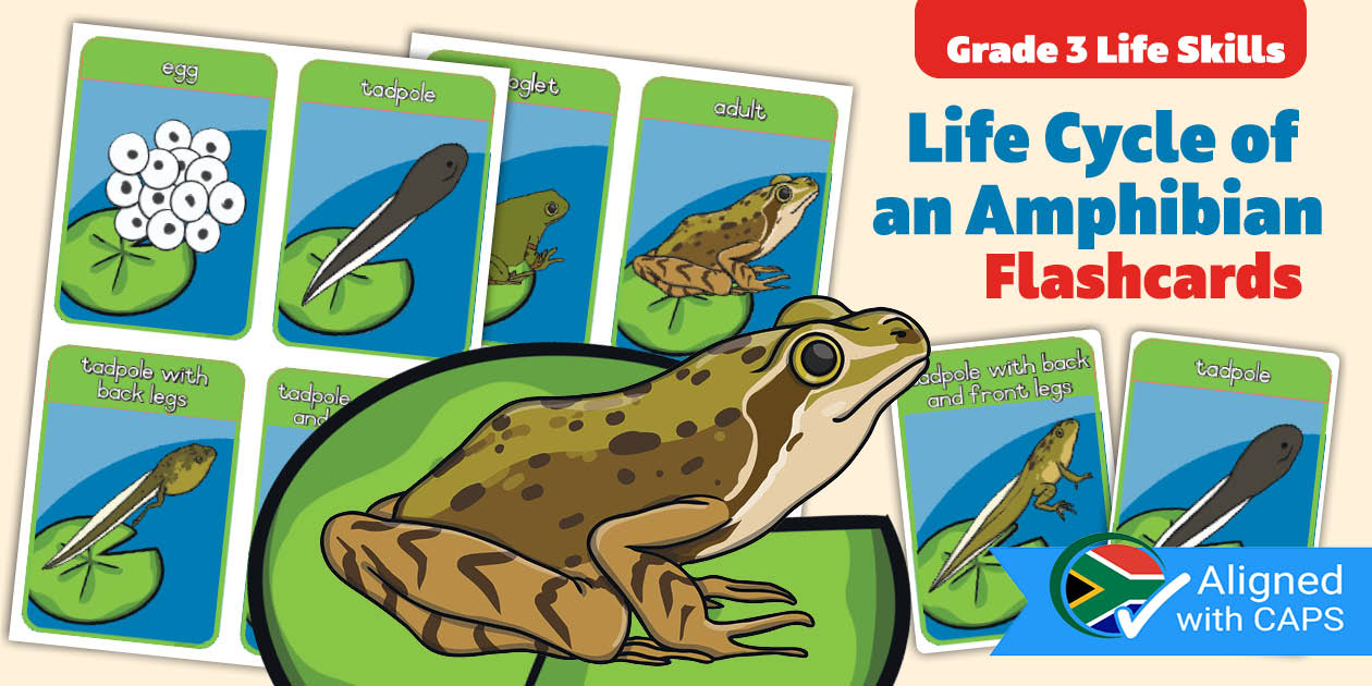 Gr3 LS T2 Life Cycle of an Amphibian (Frog) Flashcards (CAPS)