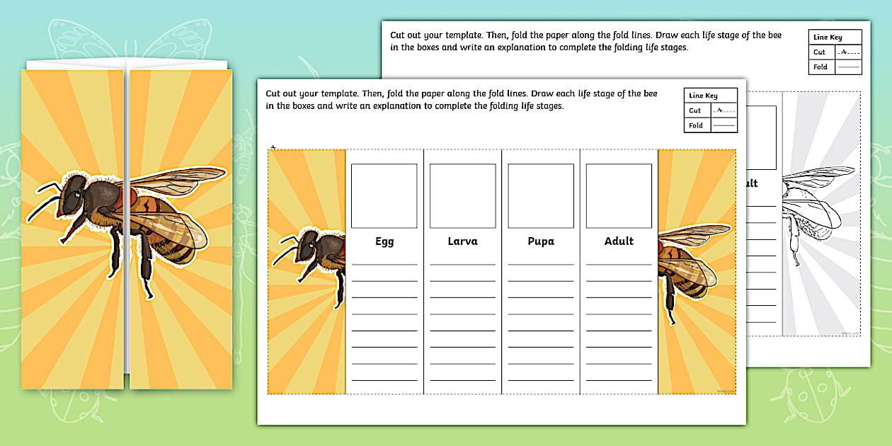 Bee Folding Life Stages Template (Teacher-Made) - Twinkl