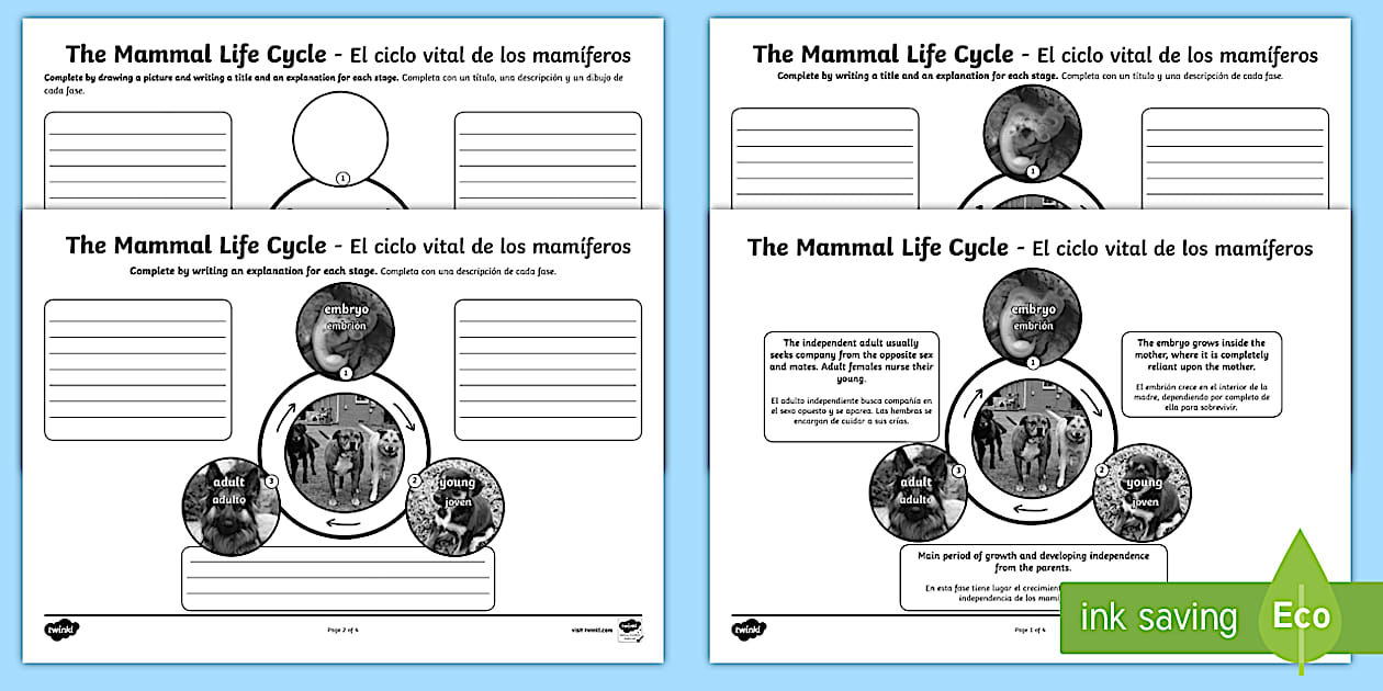 Mammal Life Cycle Worksheets English/Spanish (teacher made)