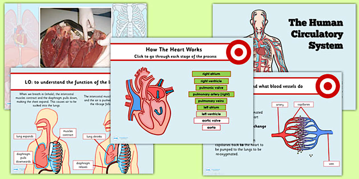 Human Body Circulatory System Lesson Teaching PowerPoint