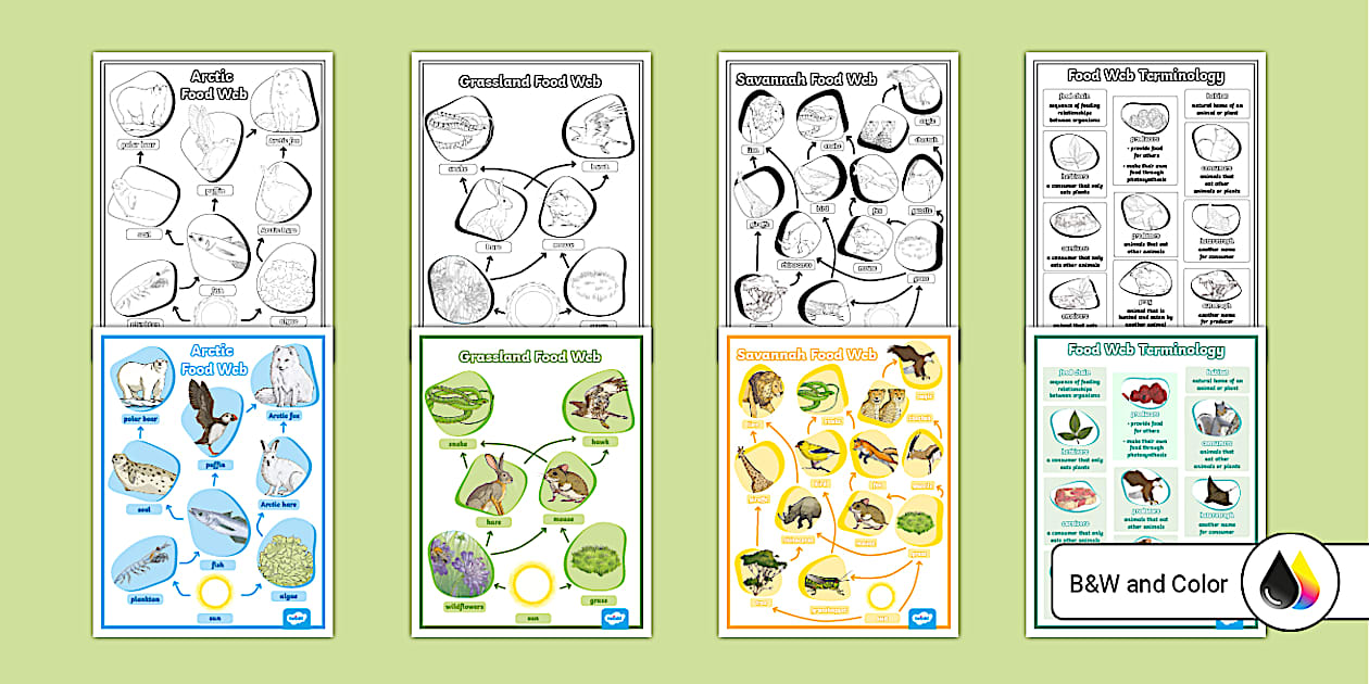Food Web Posters (teacher made) - Twinkl
