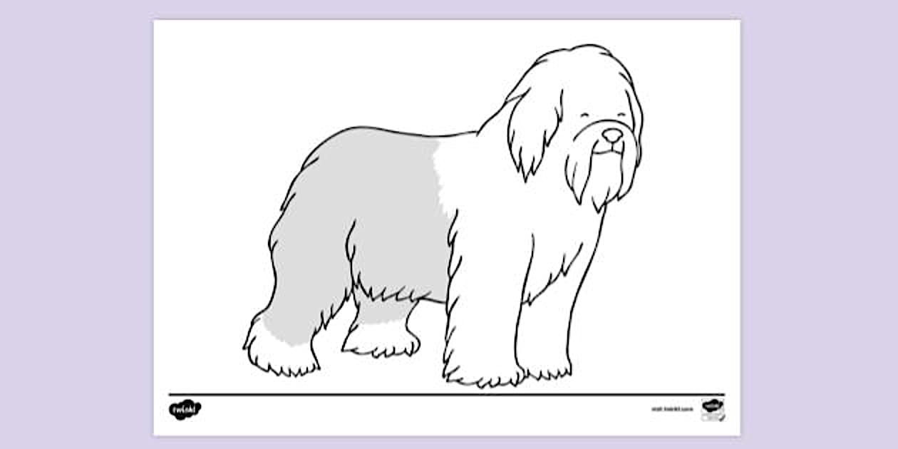 Old English Sheepdog Colouring | Colouring Sheets - Twinkl