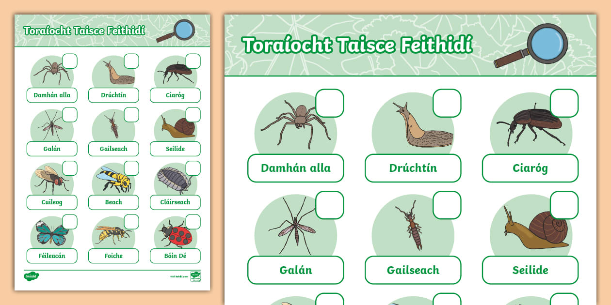 Toraíocht Taisce Feithidí (teacher made) - Twinkl