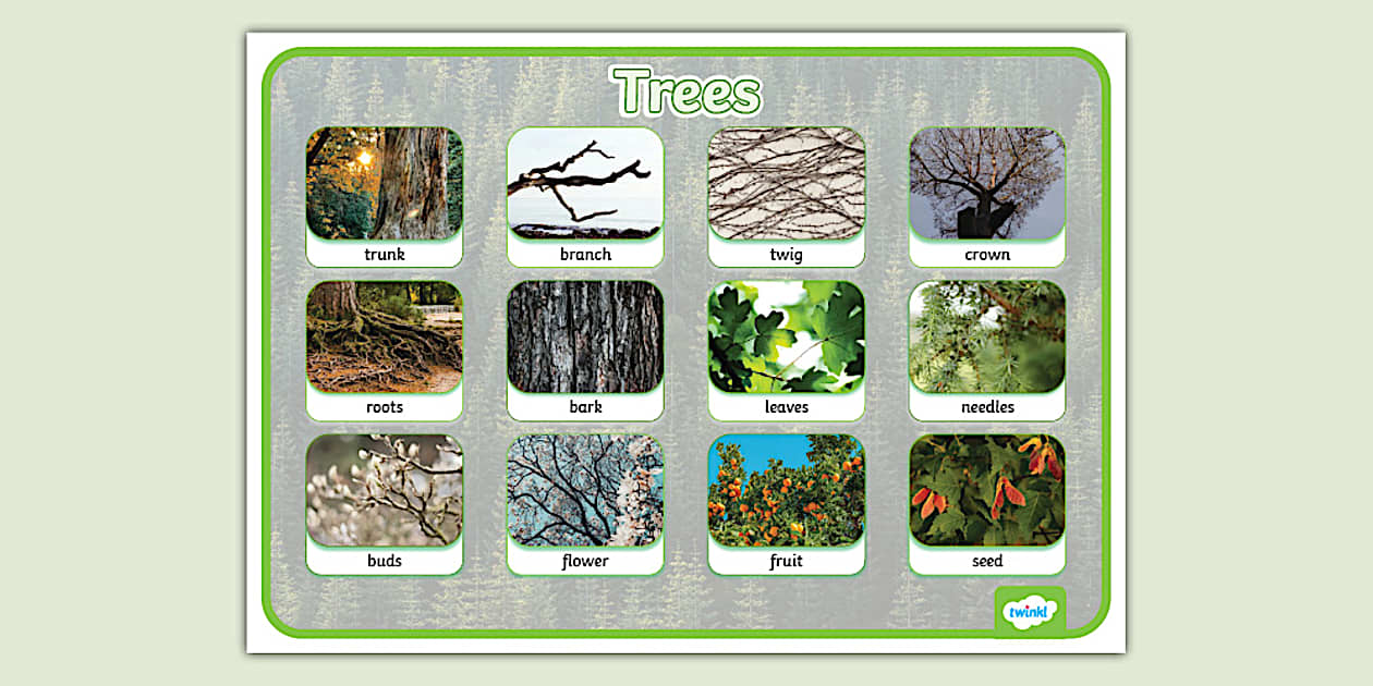 KS1 Photo Tree Word Mat - Trees Science - Twinkl