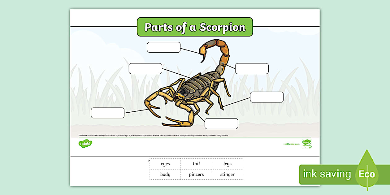 KS1 Parts of a Scorpion Labelling Activity | KS1 Science