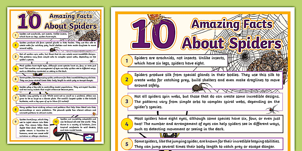 10 Amazing Facts about Spiders Display Poster (teacher made)