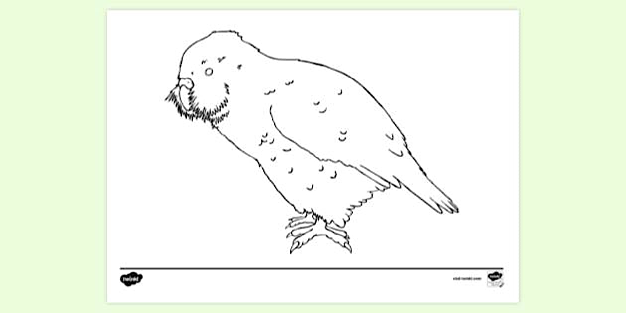 Kakapo Normal Eyes Colouring Sheet | Colouring Sheets