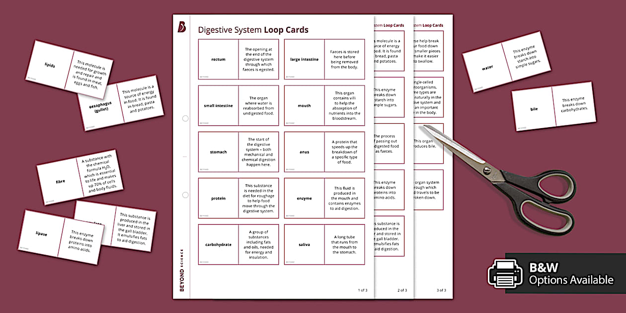 Digestive System Sorting Activity Loop Cards (teacher made)