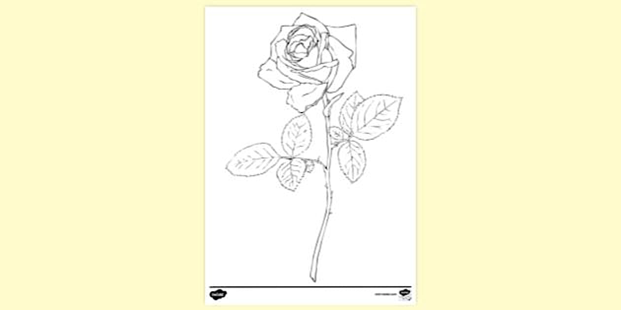Realistic Rose Colouring | Colouring Sheets (teacher made)
