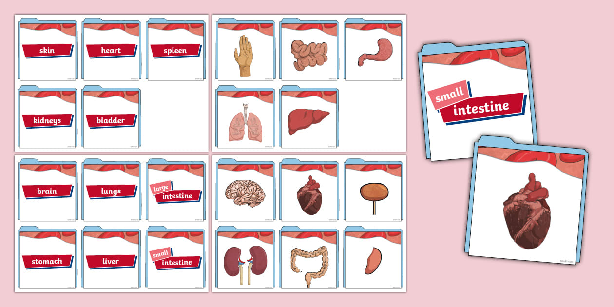 Organs of the Human Body Matching Cards (teacher made)
