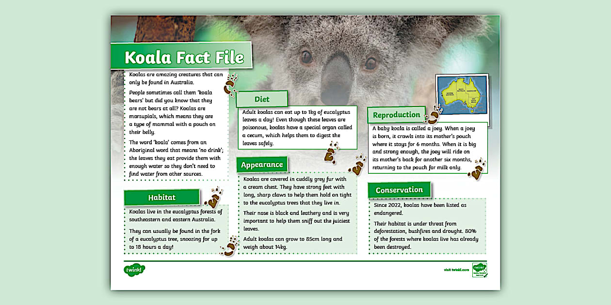 Koala Fact File (professor feito) - Twinkl