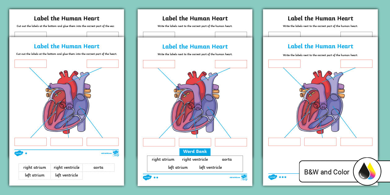 Label the Human Heart Differentiated Activity for 3rd-5th Grade