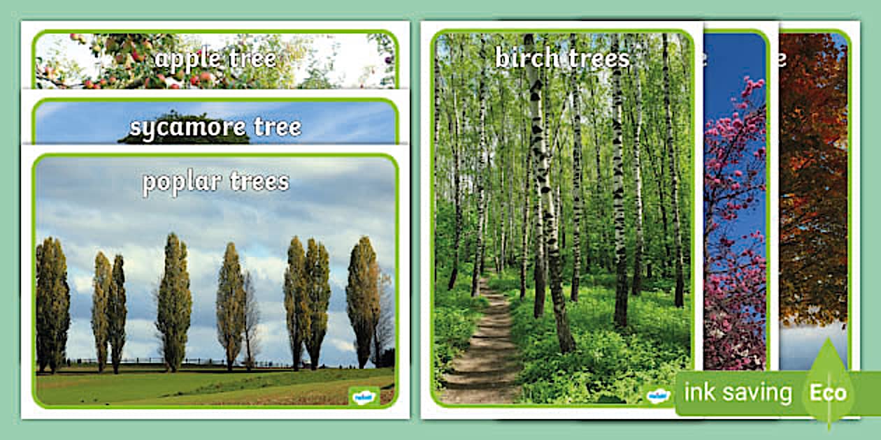 Editable Trees Display Photos (teacher made) - Twinkl