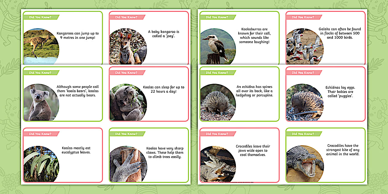Part of the Party Australian Animal Fact Cards - Twinkl