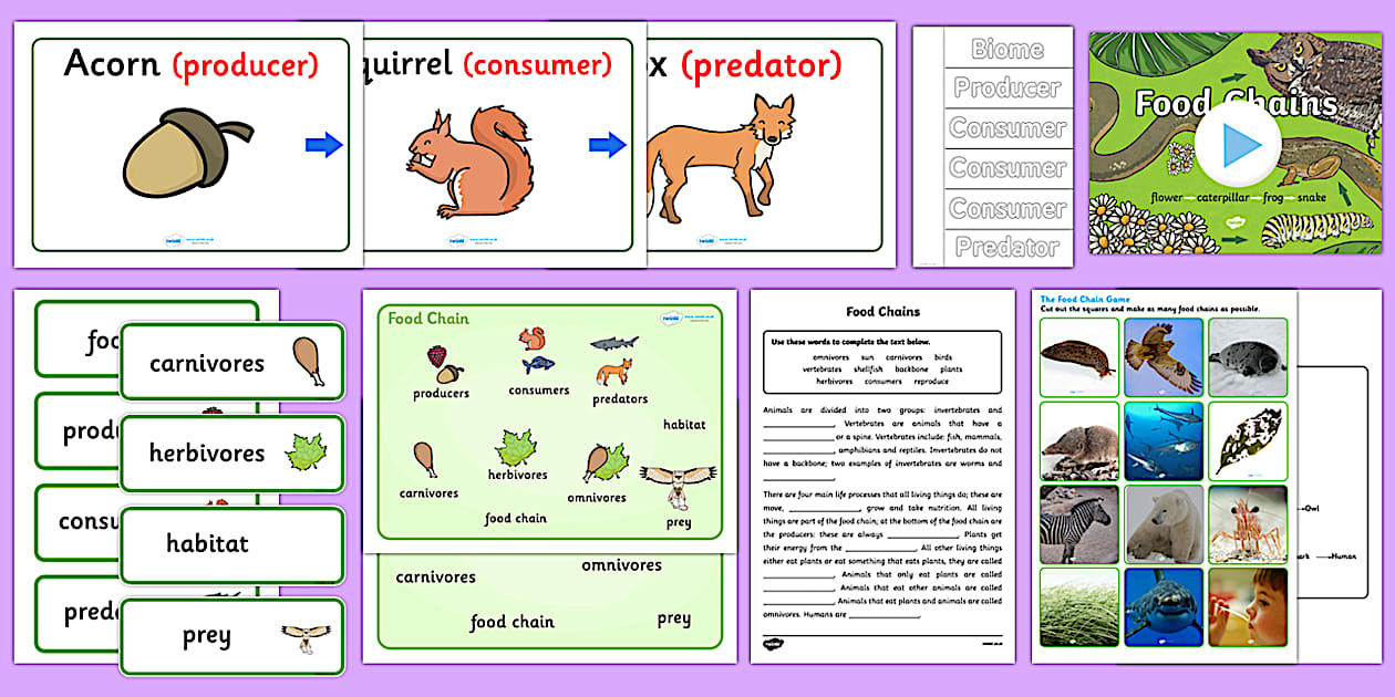 Food Chains Resource Pack | Teaching Resources - Twinkl