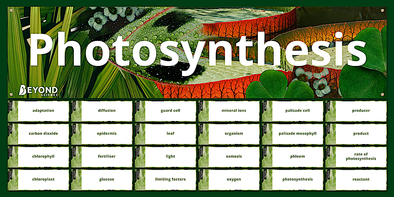 Photosynthesis Word Wall Display Set | KS3 | Beyond Science