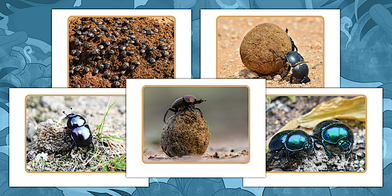 Dung Beetle Images | Dung Beetle Pictures | Twinkl Originals
