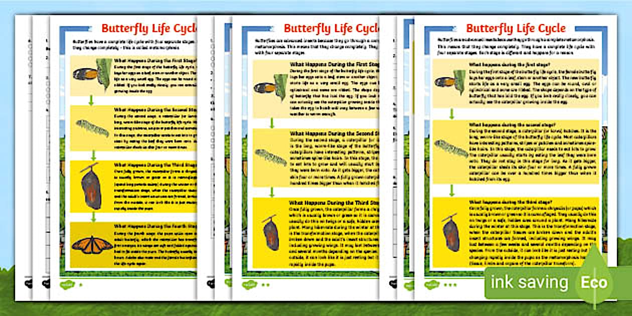 Middle Ability Butterfly Life Cycle Differentiated Reading Comprehension