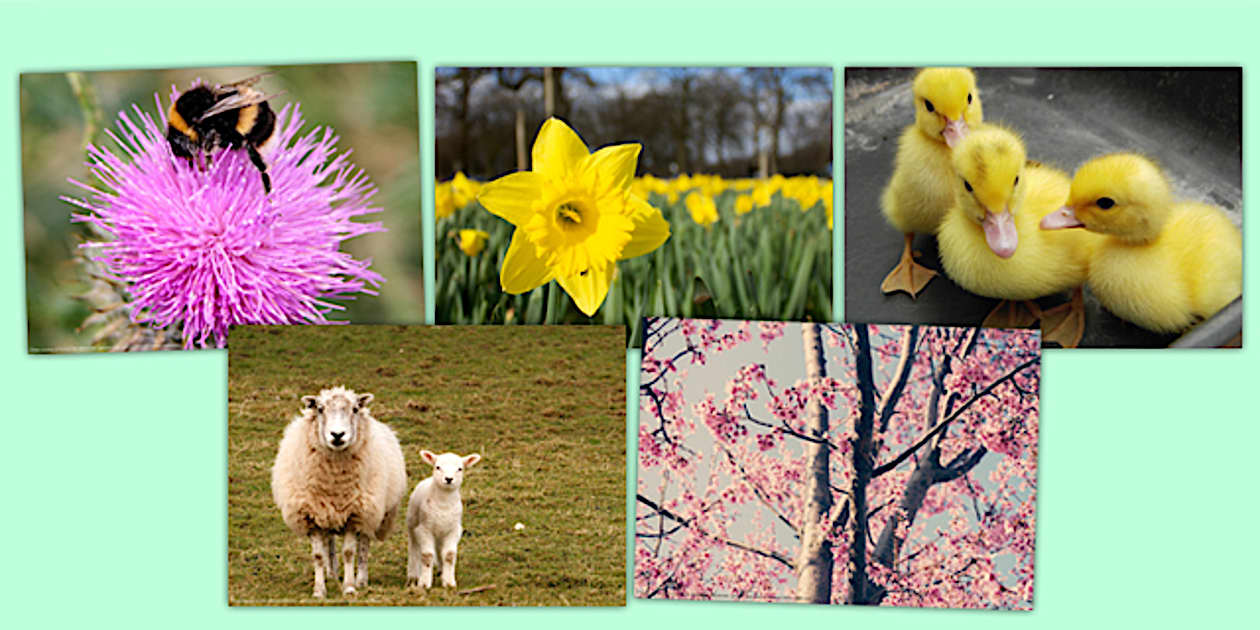 Springtime Photo Clip Art Pack (teacher made) - Twinkl