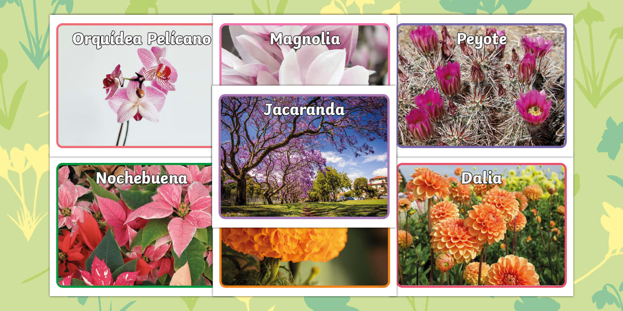 Fotos de exposición: Las flores de México - Twinkl