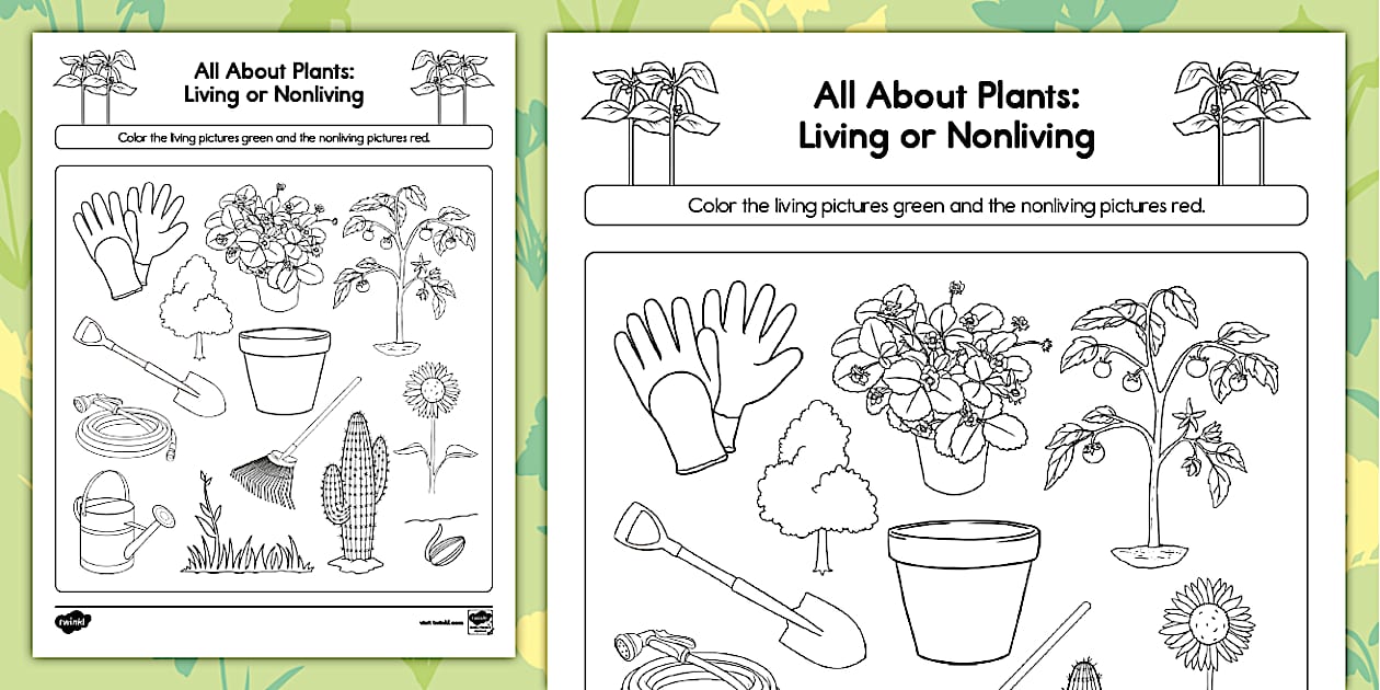 Kindergarten All About Plants: Living or Nonliving Worksheet