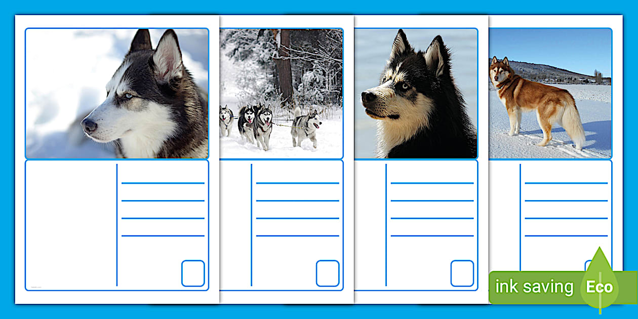 A Colourful Pack of Husky Postcards | Twinkl | KS2 - Twinkl