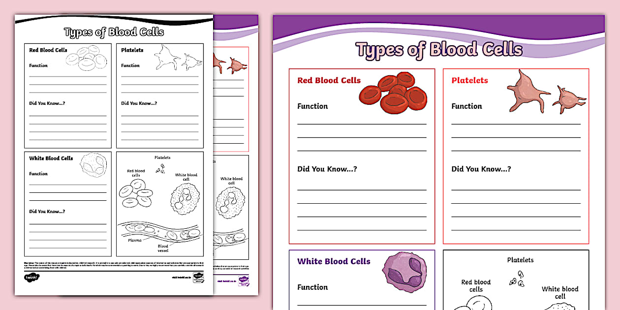 Types of Blood Cells Fact File Template (teacher made)