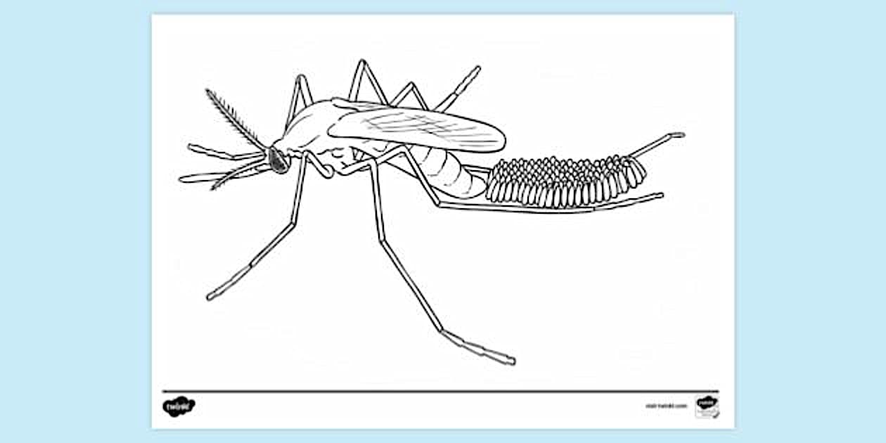 Mosquito Laying Eggs Colouring Sheet | Colouring Sheets