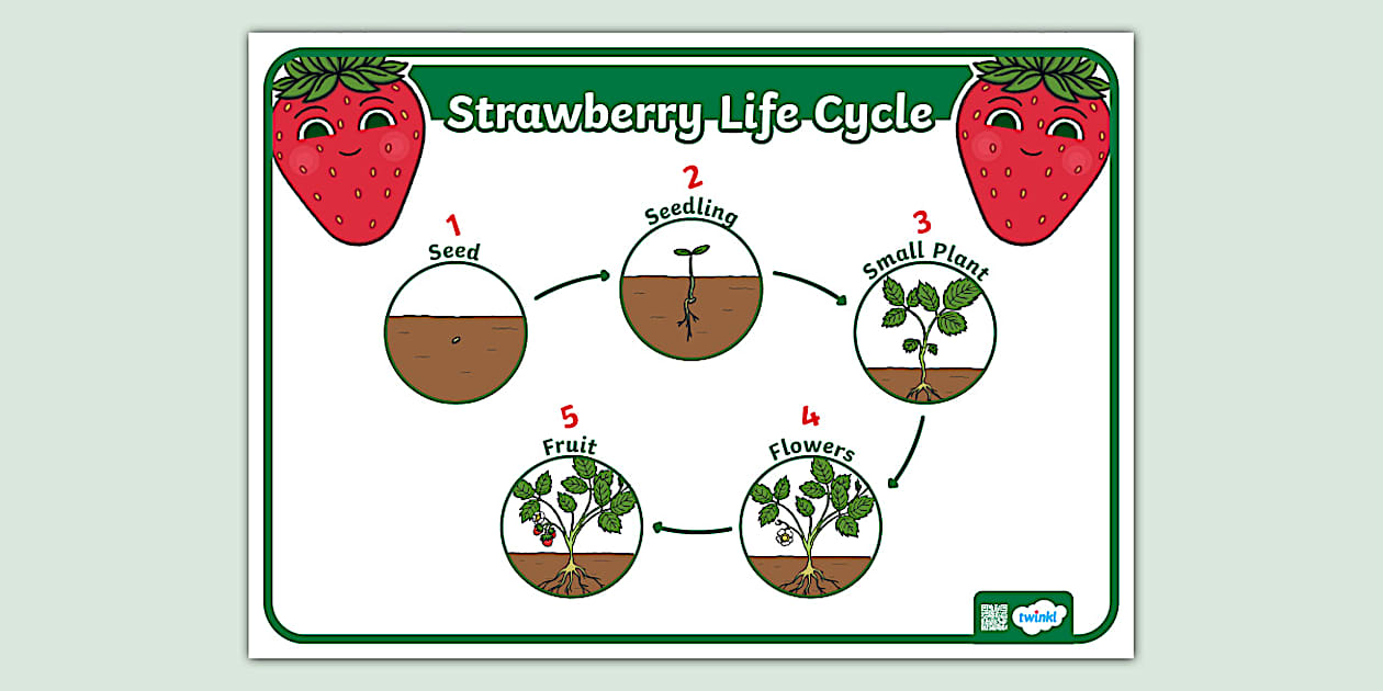 Strawberry Life Cycle Poster (teacher made) - Twinkl