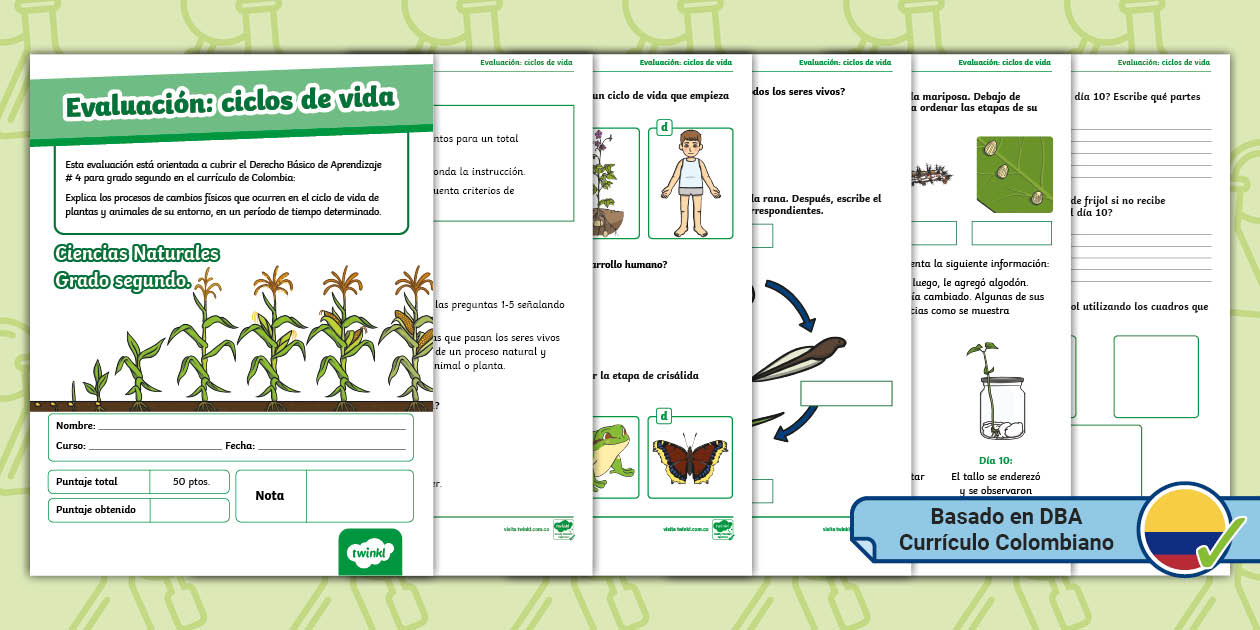 Guía de Evaluación: Ciclos de Vida