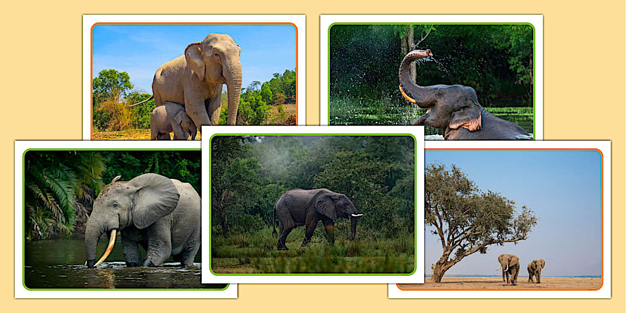 Elephant Day Display Photos (professor feito) - Twinkl