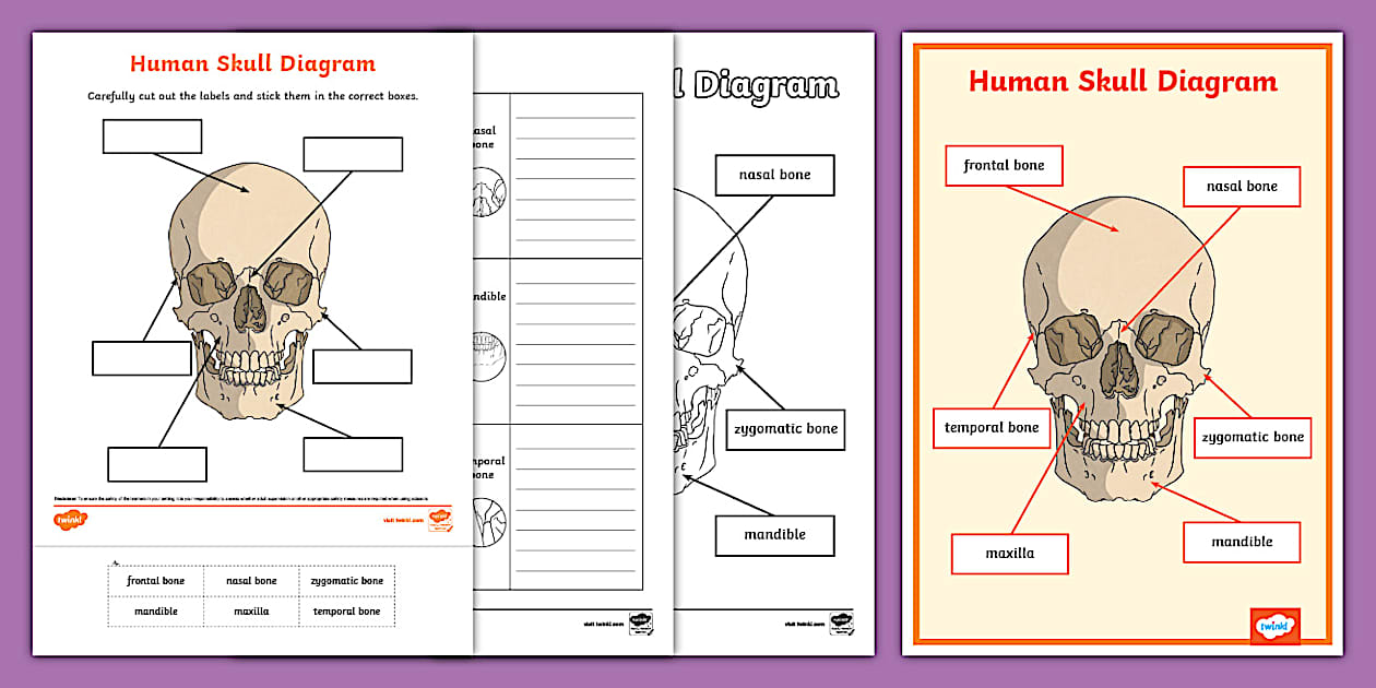 Human Skull Diagram Activity Pack