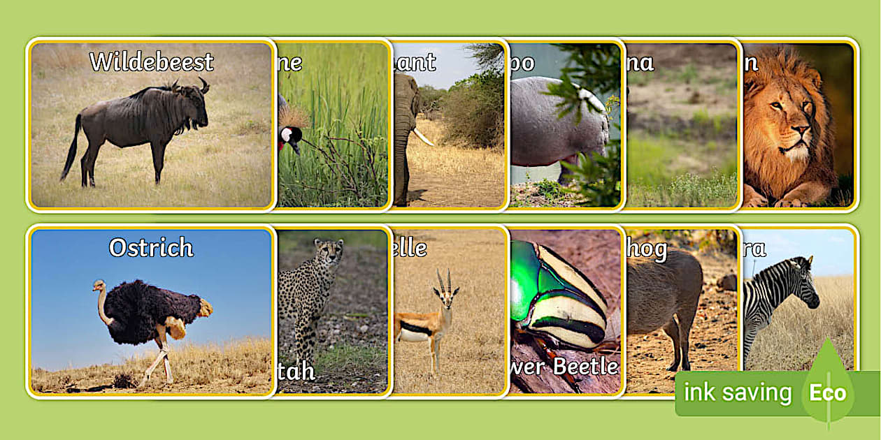 Savanna Animals Photo Pack (teacher made) - Twinkl